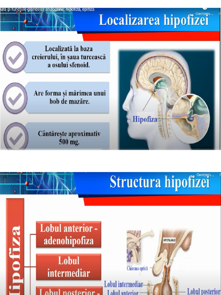 Glandele Endocrine - 1 | PDF