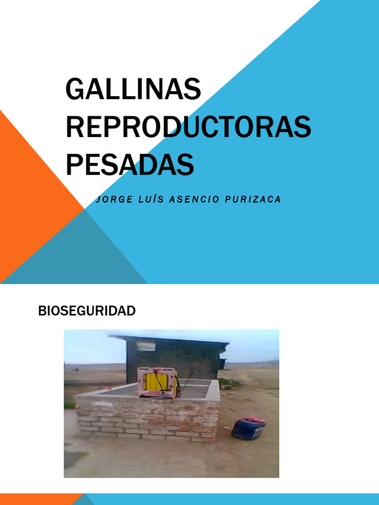 Crianza de Aves Reproductoras | Descargar gratis PDF | Vacunas | Pollo