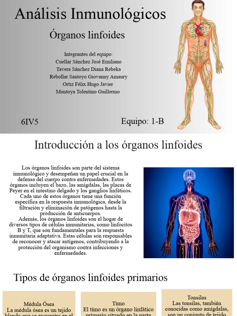 organos-linfoides-pdf-sistema-inmune-linfocitos