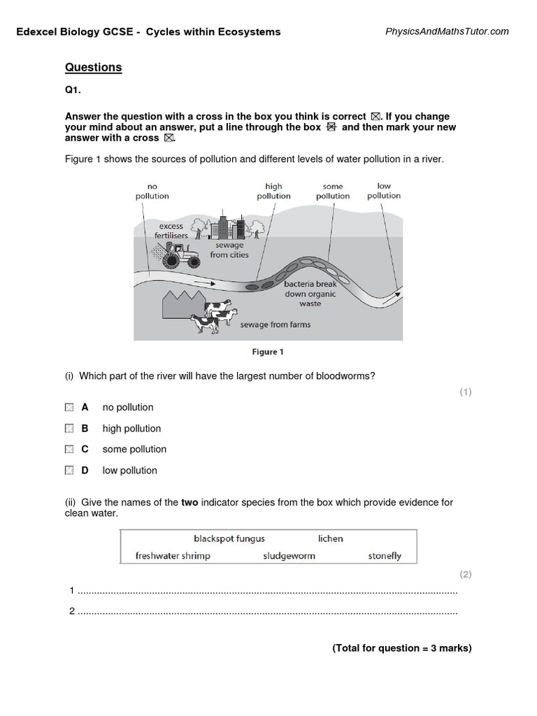 Cycles Within Ecosystems | PDF | Ecosystem | Decomposition