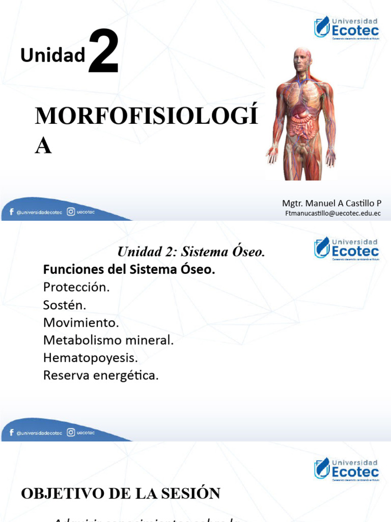 Clase Morfo 9 Oseo | PDF | Hueso | Sangre