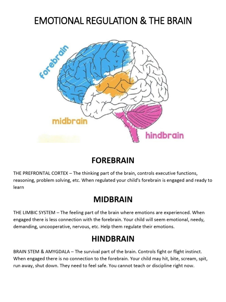 Emotional Regulation & The Brain: Forebrain | PDF | Self-Improvement ...
