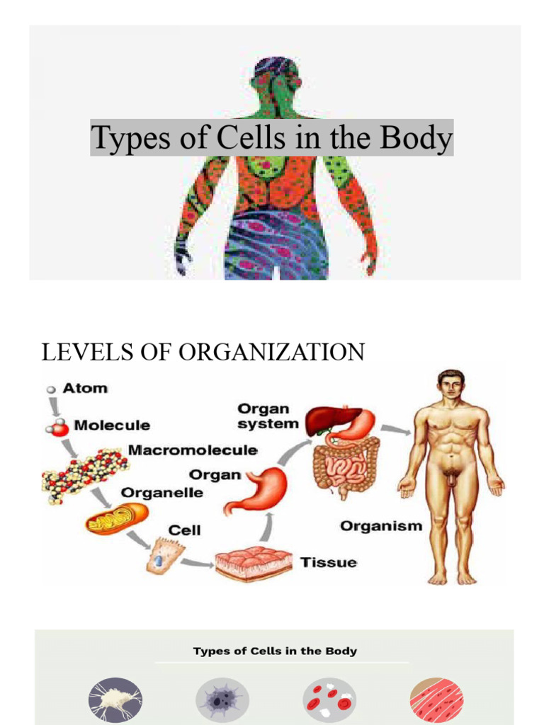 Types of Cells in The Body1 | PDF | Bone | Muscle