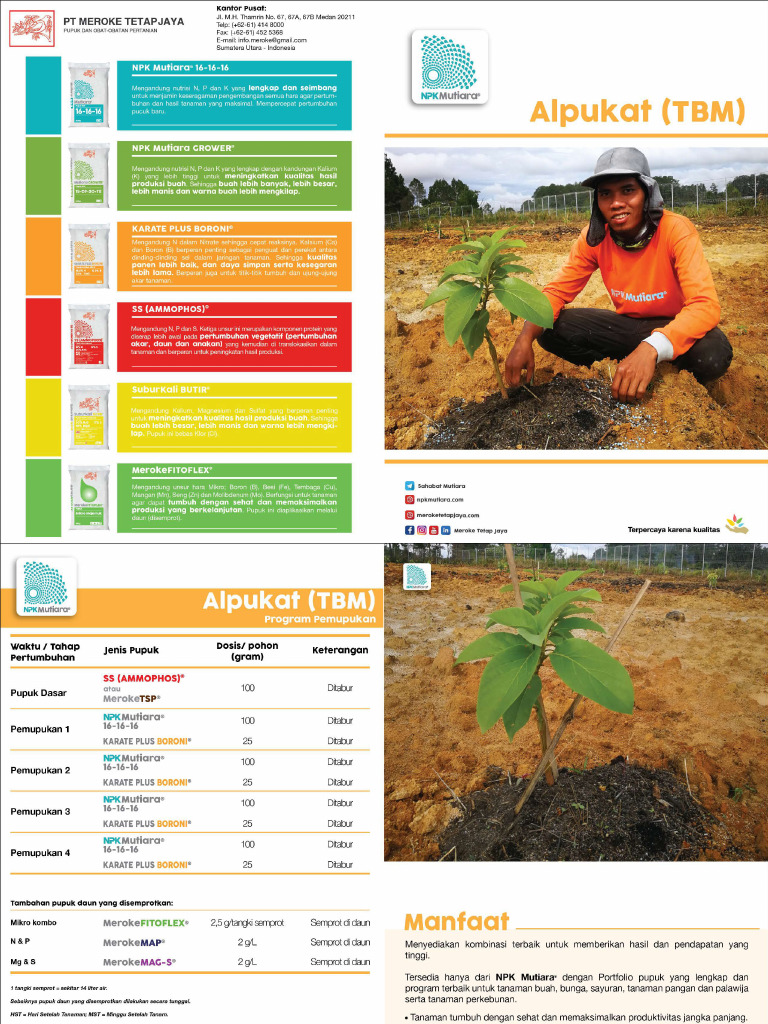 Pemupukan Alpukat TBM | PDF