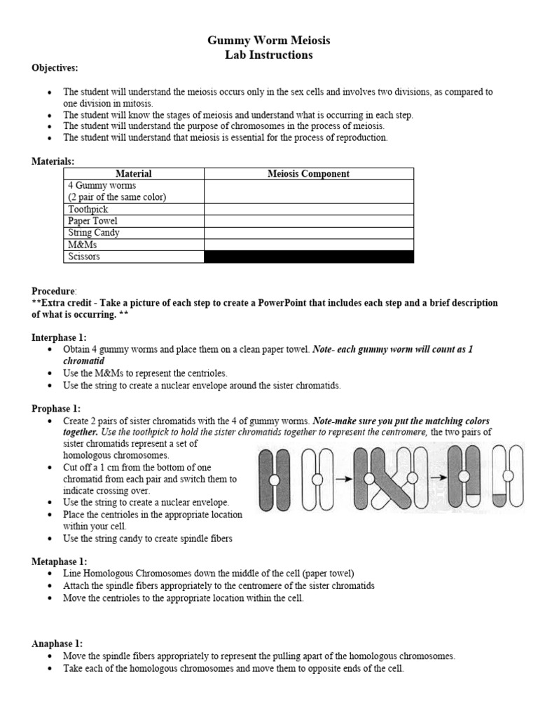 Gummy Worm Meiosis Lab | PDF | Meiosis | Ploidy