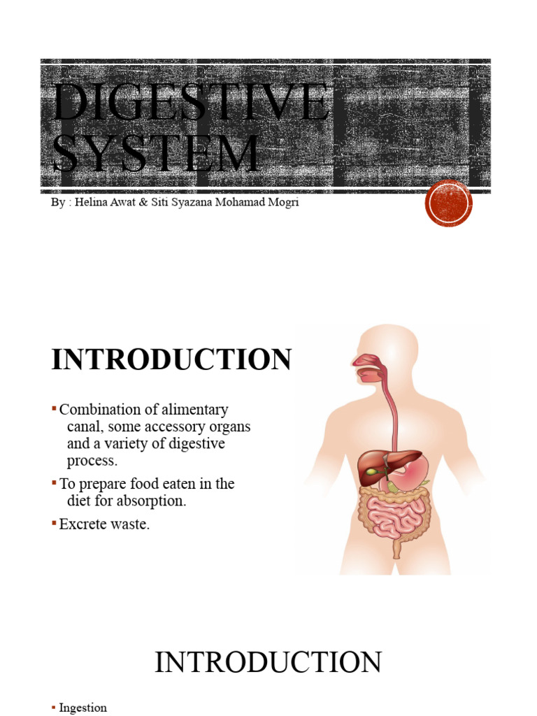 Presentation Digestive System | Download Free PDF | Digestion ...