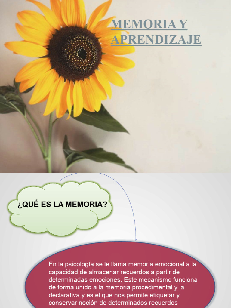 Memoria y Aprendizaje | Descargar gratis PDF | Memoria | Aprendizaje