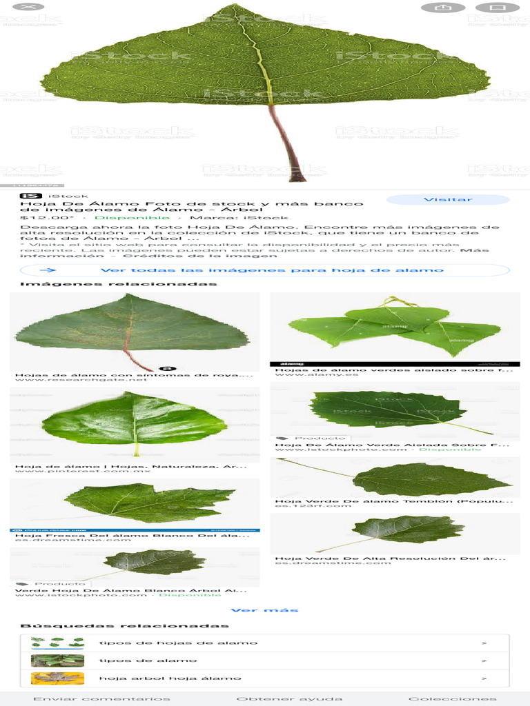 Hoja de Alamo - Buscar Con Google | PDF | Plantas