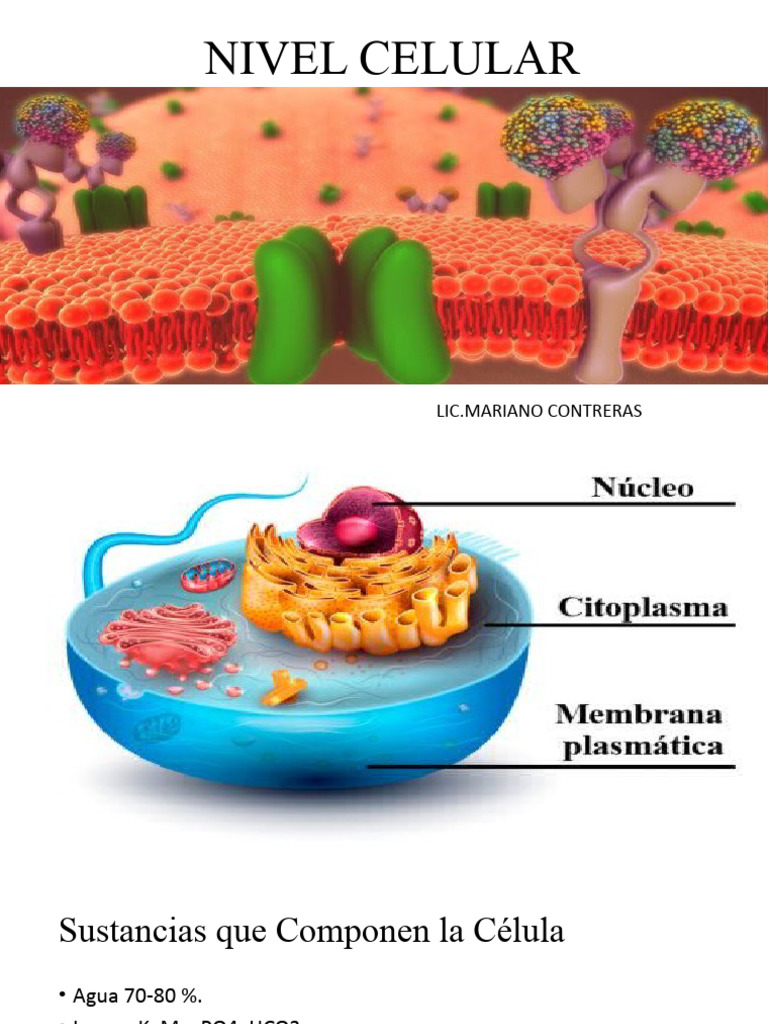 nivel celular | PDF | Citoplasma | Biología Celular)