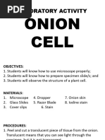 Onion Staining and Cell Size | PDF | Microscopy