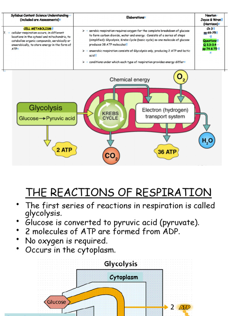 Cellular Respiration Overview | PDF | Cellular Respiration | Adenosine ...