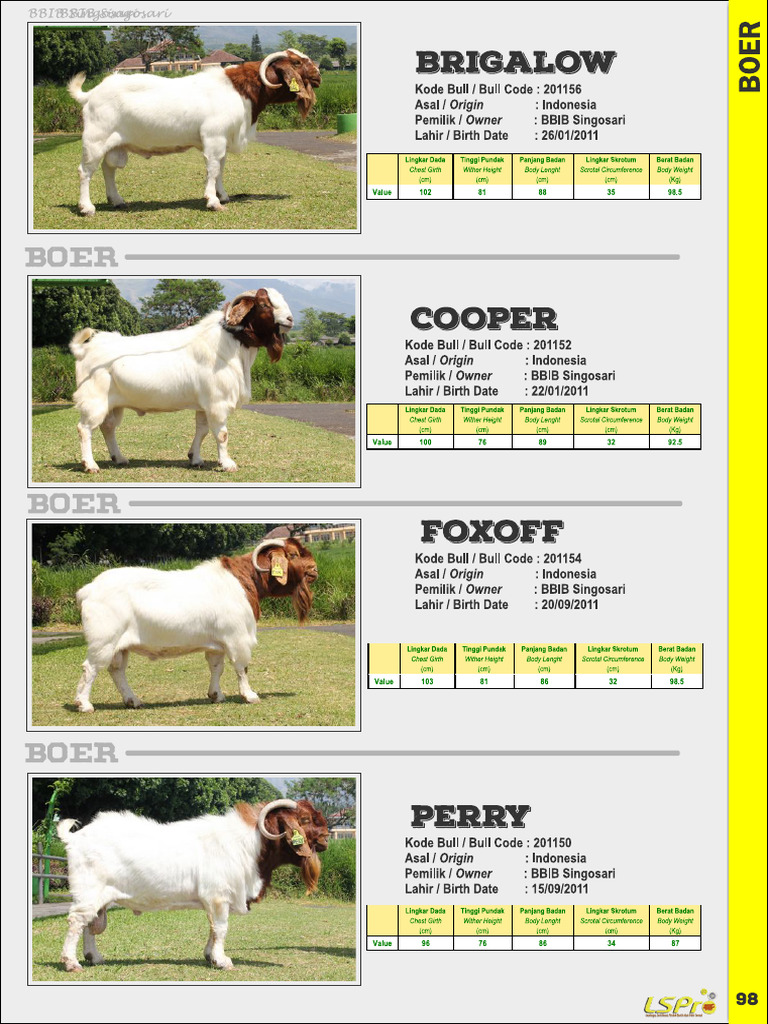 Kambing | PDF