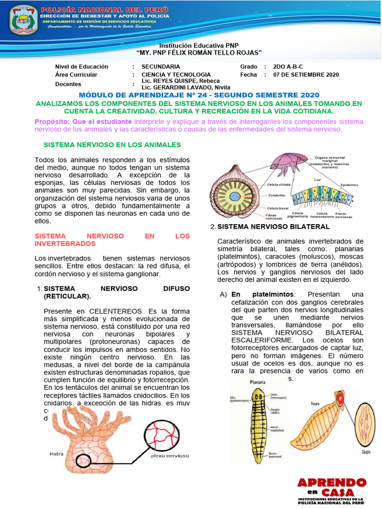 Modulo de Cyt Hecho RR | PDF | Sistema nervioso | Cerebro