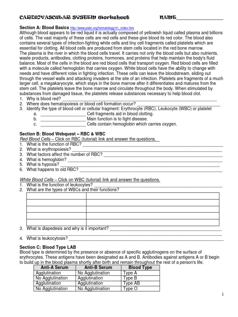 Cario and Blood Worksheet | PDF | Heart | Atrium (Heart)