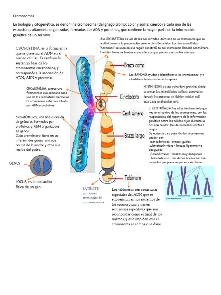 Cromosomas 5 | Descargar gratis PDF | Cromosoma | Mitosis