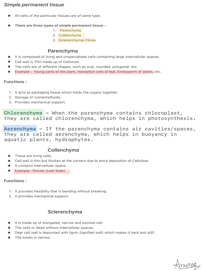 Simple Permanent Tissue by Anurag | PDF