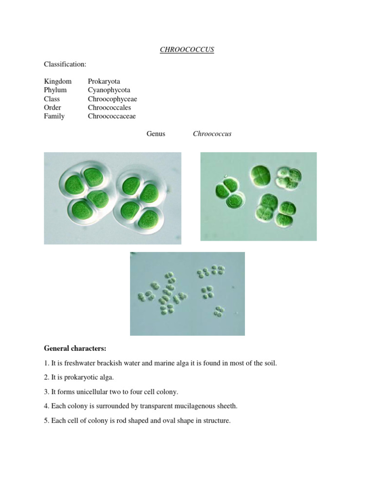 1st Year Algae Lab Pdf Epidermis Algae