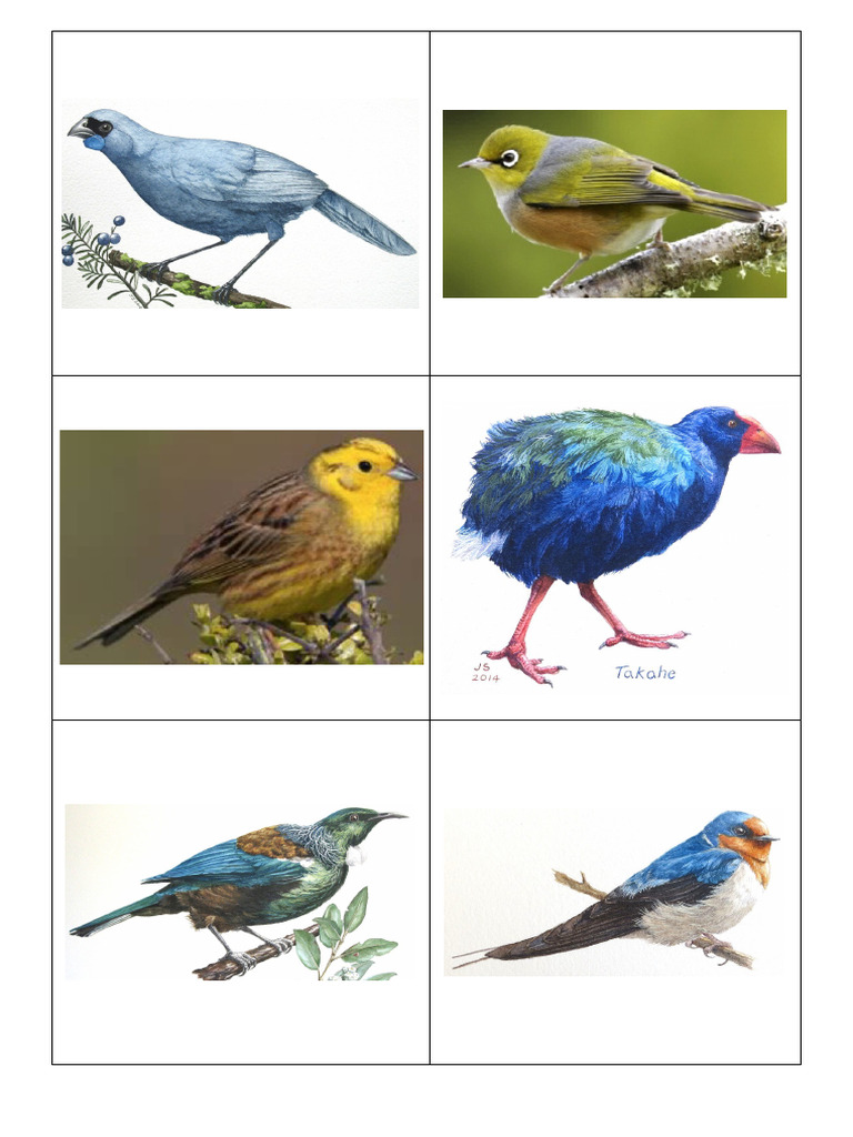 The New Zealand Bird Flashcards | PDF | Birds | Ornithology