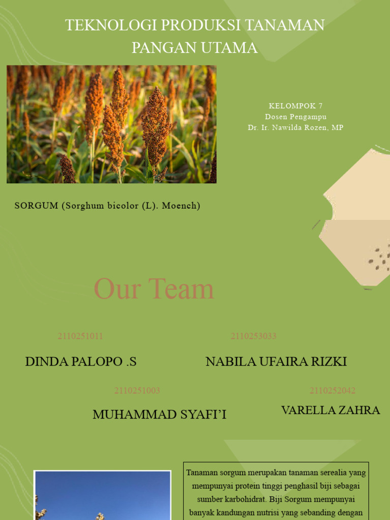 Kel 7 (Sorghum) | PDF | Teknologi & Rekayasa