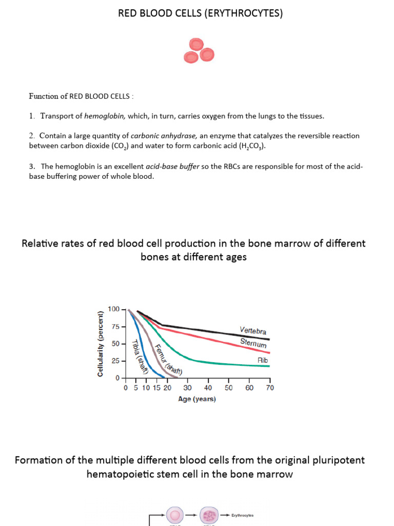 Medical Physiology Lecture 5 | PDF | Immune System | Adaptive Immune System