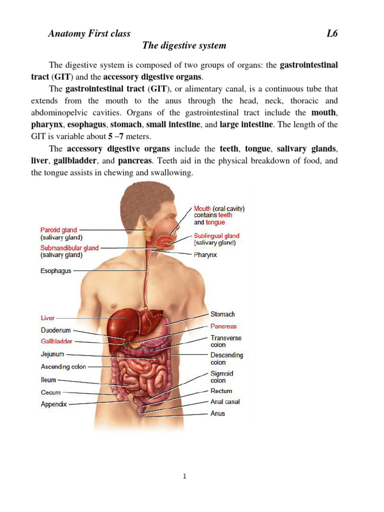 Digestive System Anatomy 1 1 | PDF | Peritoneum | Stomach