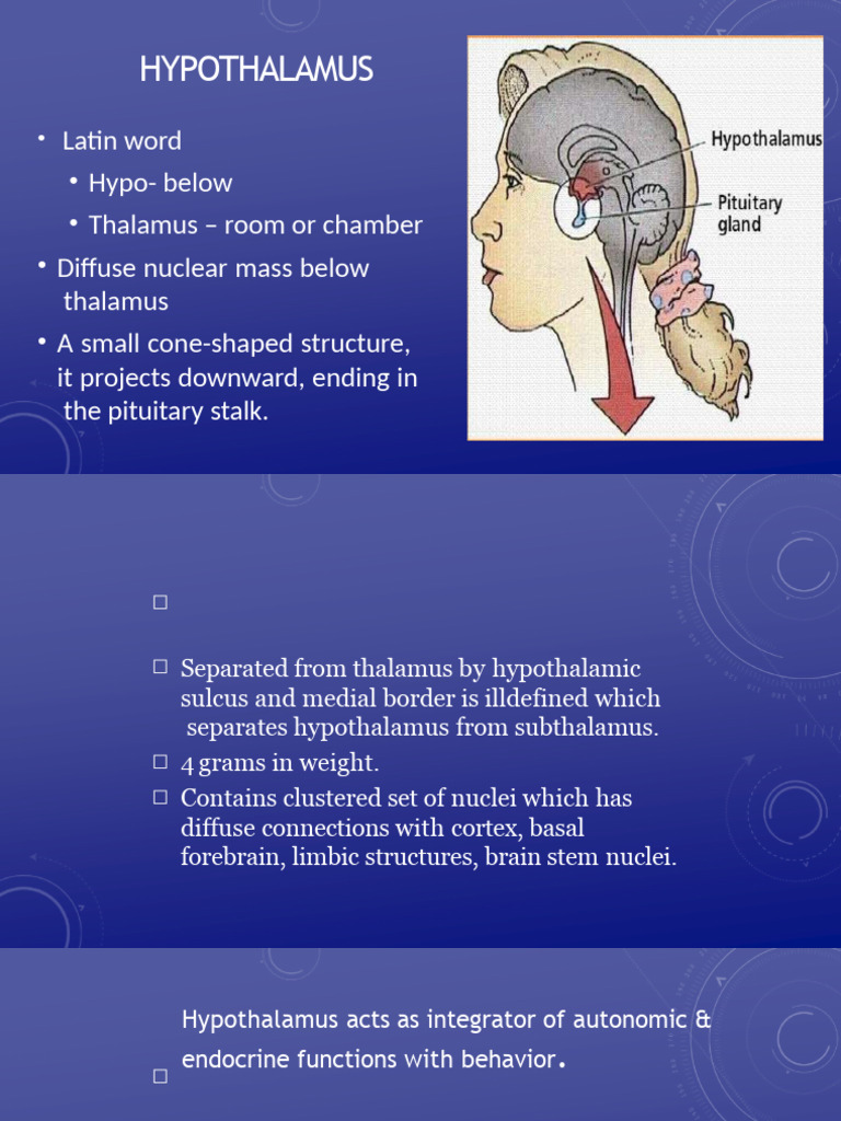 Hypothalamus | PDF | Hypothalamus | Pituitary Gland
