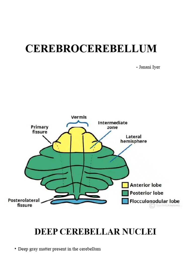 Cerebro Cerebellum | PDF | Cerebellum | Neuroanatomy