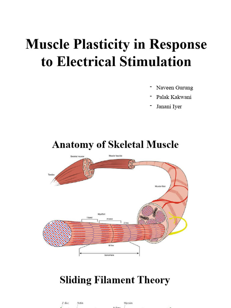 Muscle Plasticity in Response To Electrical Stimulation | PDF