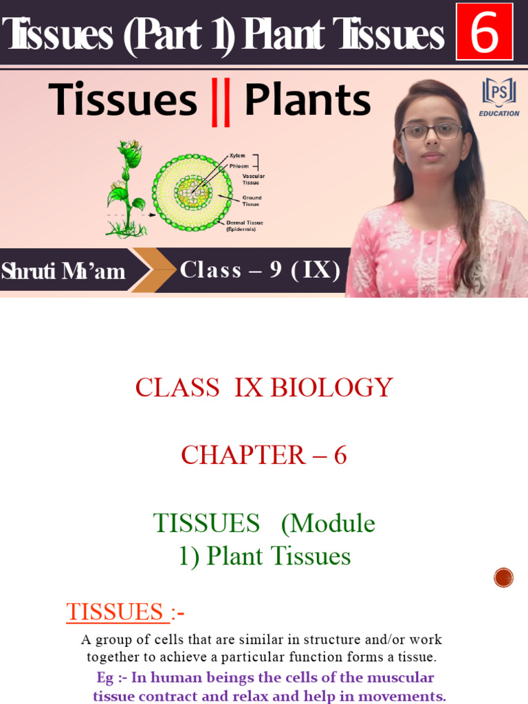 Ix Biology 6 1, PPT | PDF | Tissue (Biology) | Leaf