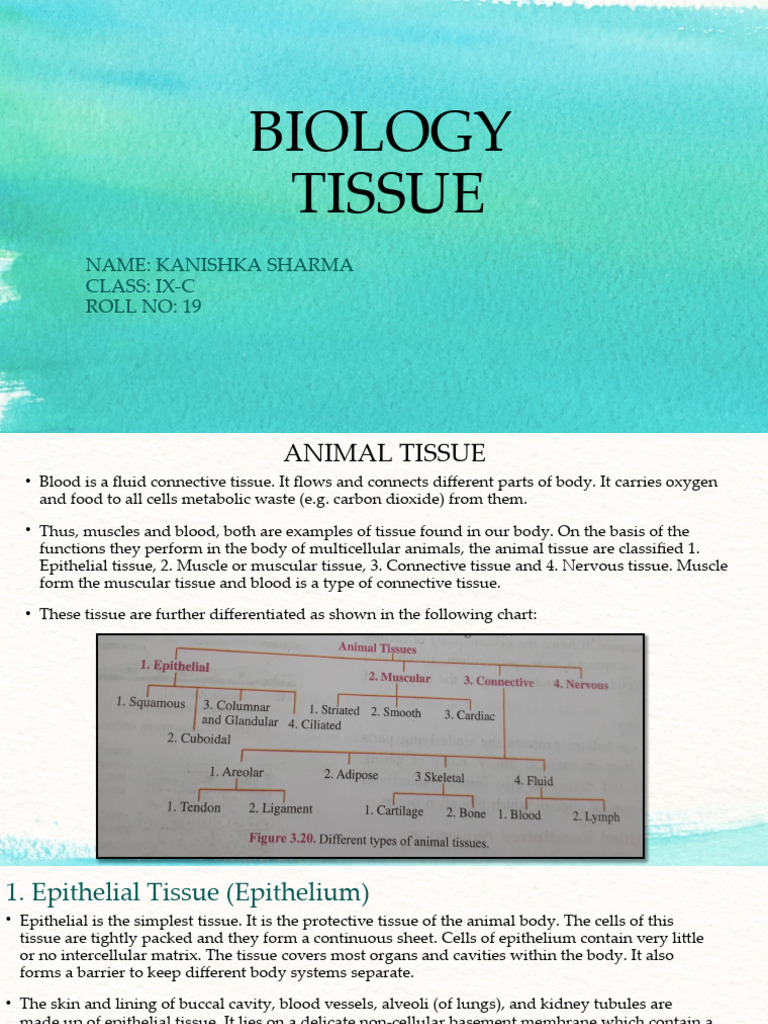 Animal Tissue PPT by Kanishka | PDF | Connective Tissue | Tissue (Biology)