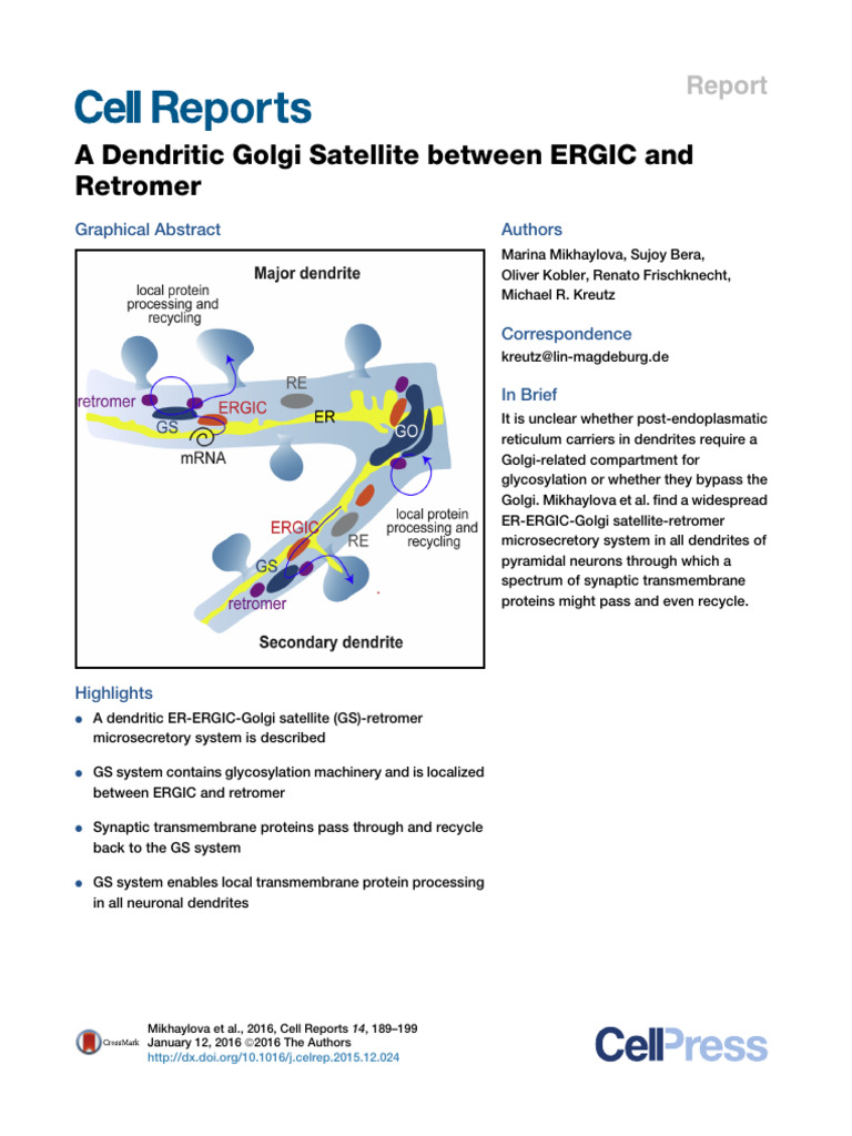 Golgi Outposts and Satellites in Neurons (4) - A Dendritic Golgi ...