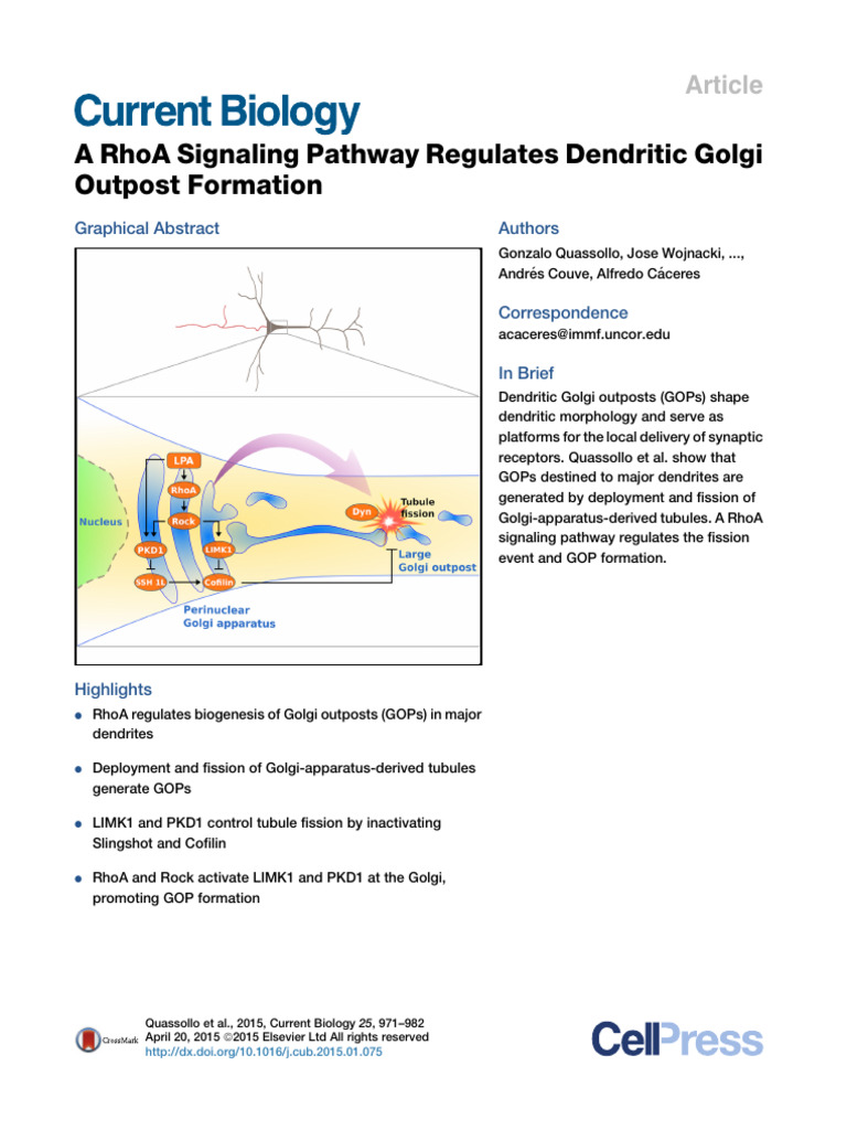 Golgi Outposts and Satellites in Neurons (3) - A RhoA Signaling Pathway ...