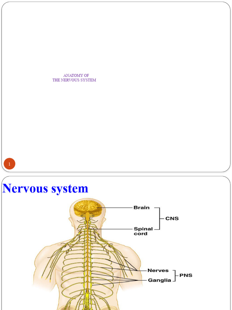 Nervous Anatomy Updated (PC) | PDF | Nervous System | Central Nervous ...