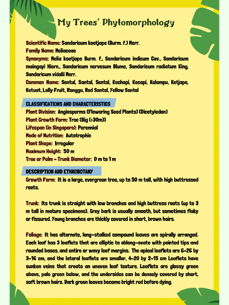 Tree ES | Download Free PDF | Trees | Plants