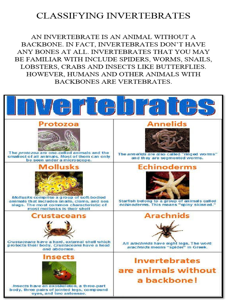 Classifying Invertebrates | PDF | Invertebrate | Crustacean