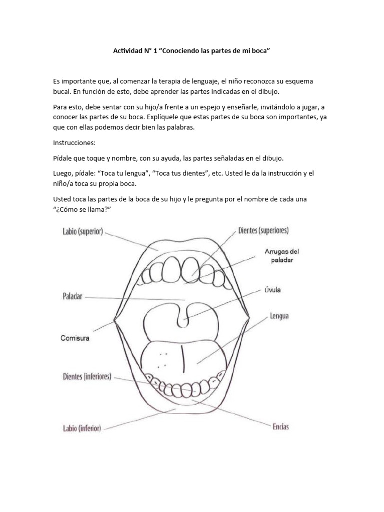 Conociendo las partes de la boca | PDF | Artes del Lenguaje y Comunicación