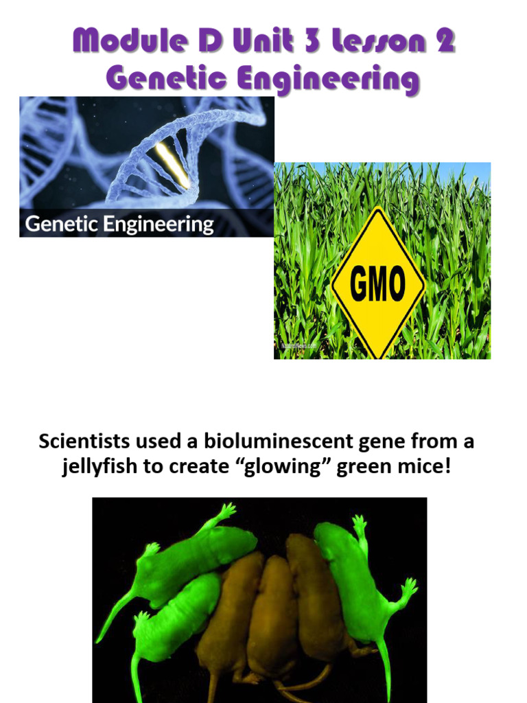 Module D Unit 3 Lesson 2 Genetic Engineering Modified Ahlsen | PDF ...