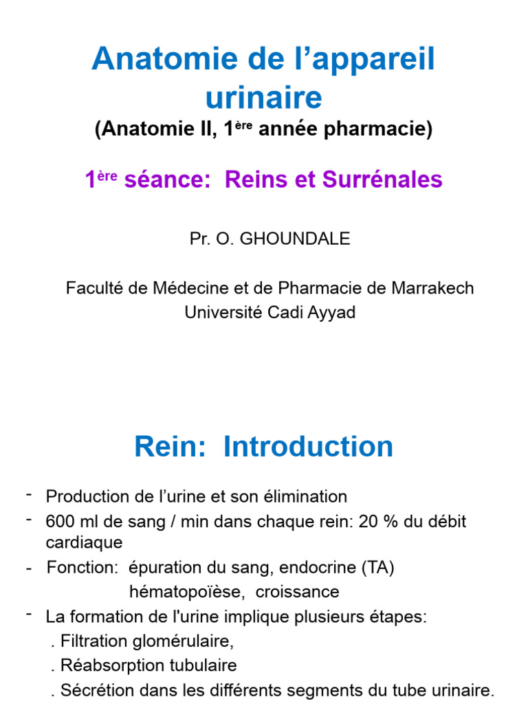Anatomie 1ére Séance | PDF