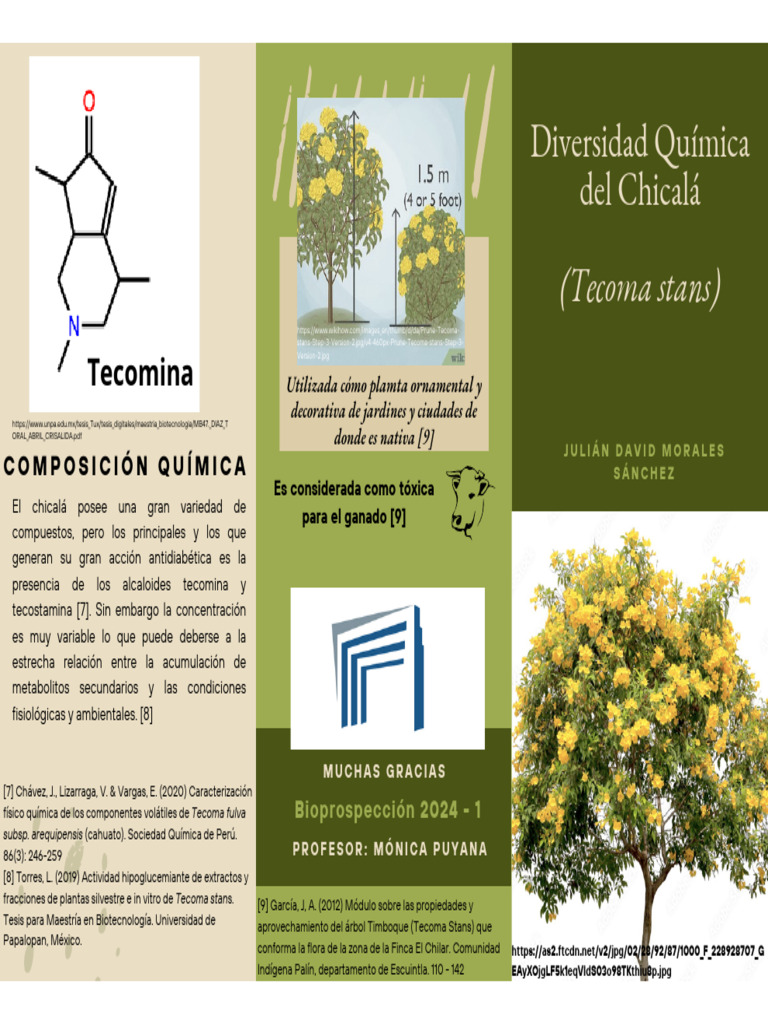 Folleto Tecoma Stans - Julián David Morales | PDF | Botánica | Plantas