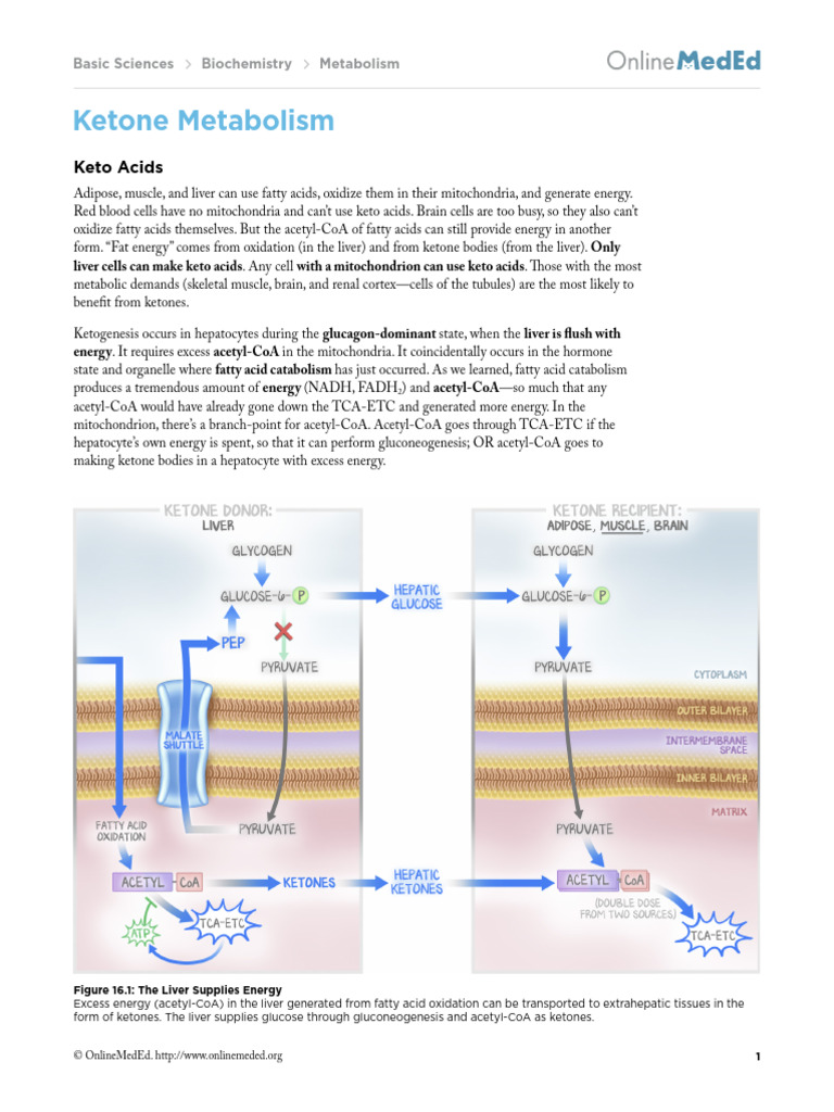 Ketogenolysis in Energy Metabolism | PDF | Metabolism | Mitochondrion