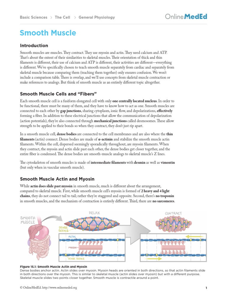 General-Physiology - Smooth Muscle | PDF | Muscle Contraction ...