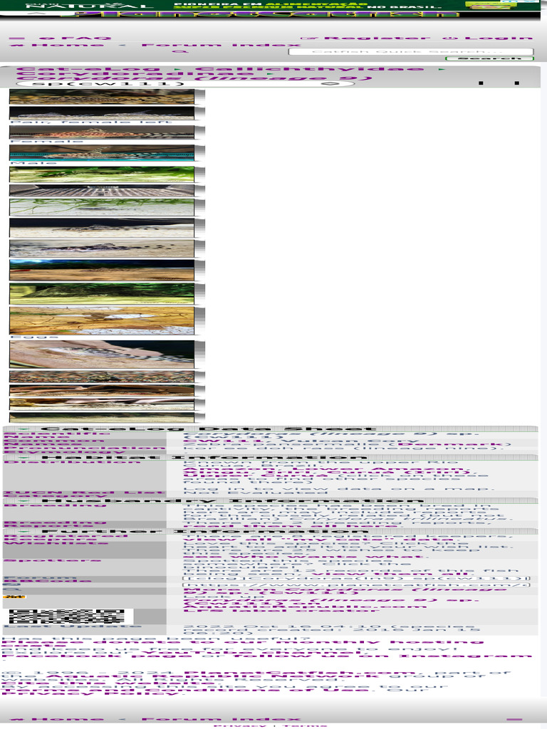 Corydoras (Lineage 9) Sp. (Cw111) (Callichthyidae) Cat-eLog | PDF | World Wide Web | Internet & Web