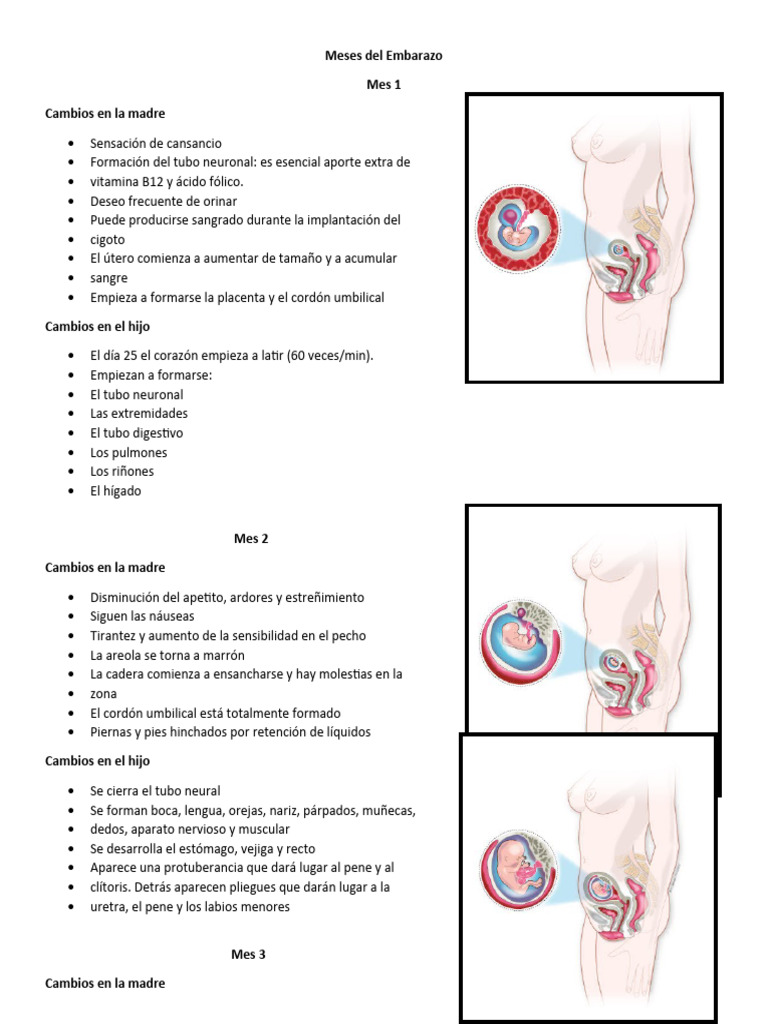 9 Meses del Embarazo | PDF | Feto | El embarazo