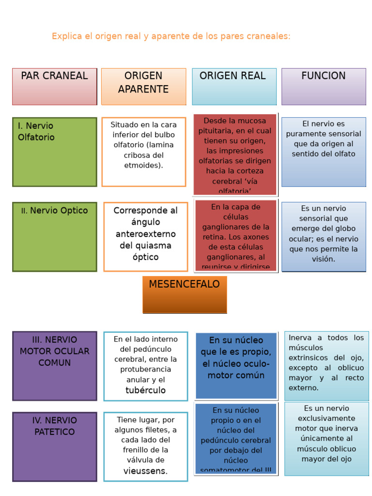 Explica El Origen Real y Aparente de Los Pares Craneales 1 | Descargar ...