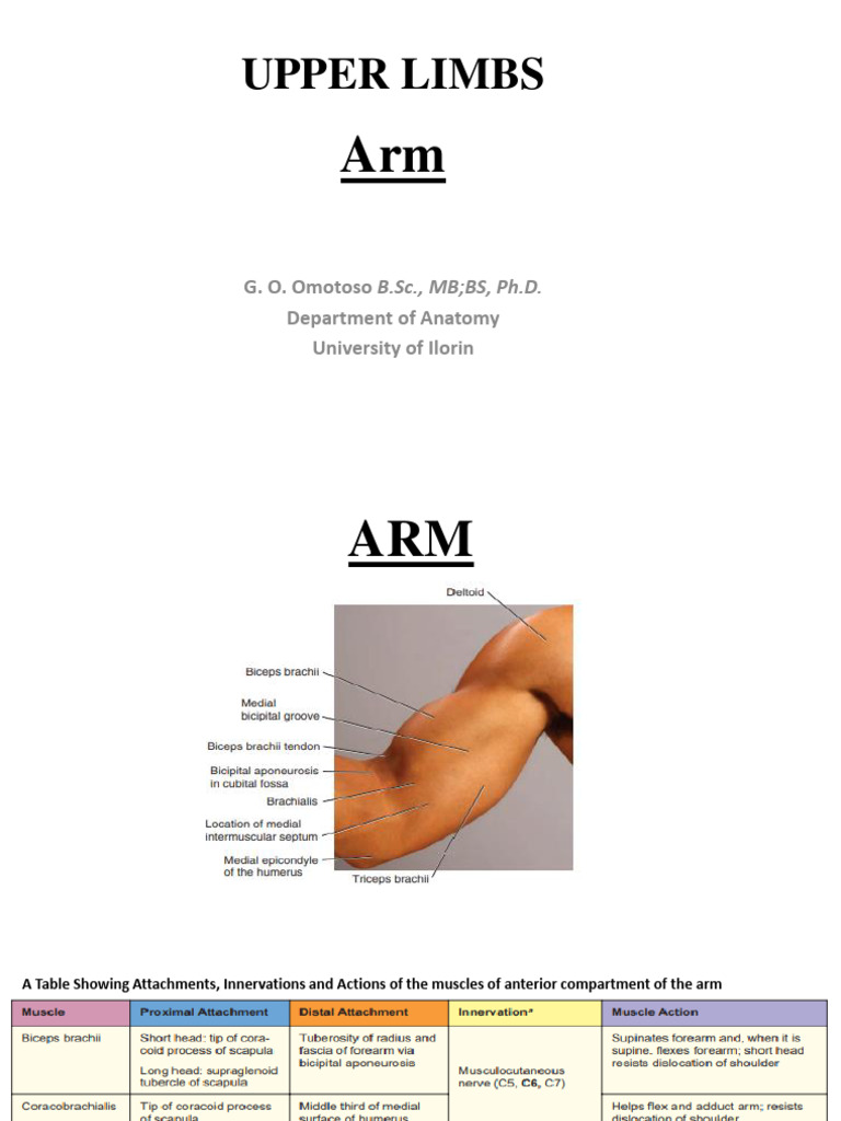 Upper Limbs Arm Cubital Forearm Wrist Hand 2023 Figures | PDF | Arm | Hand