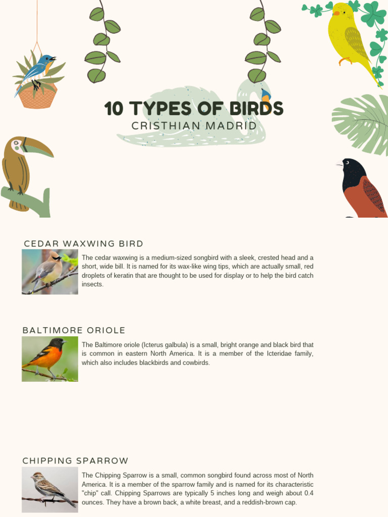 10 Types of Birds | Download Free PDF | Birds | Holarctic Birds