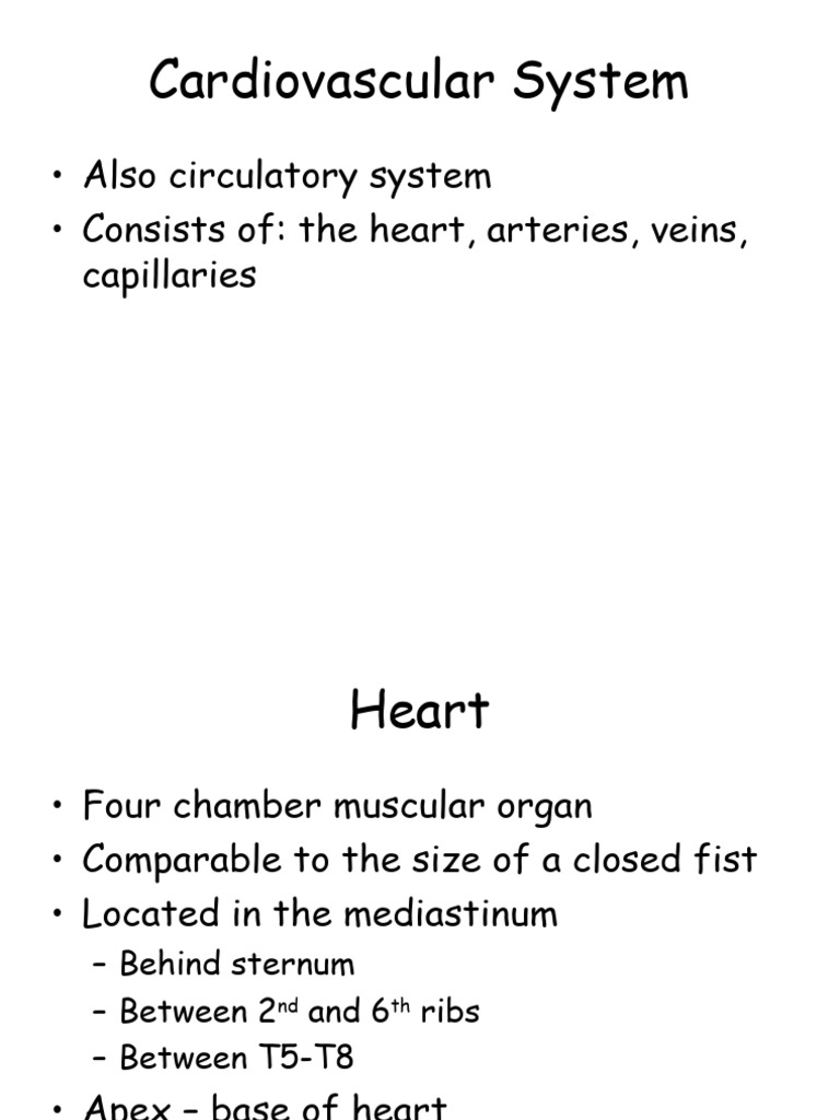Anatomy of The Cardiovascular System | PDF