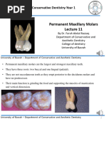 Maxillary Molars Anatomy Guide | PDF | Dentistry | Tooth