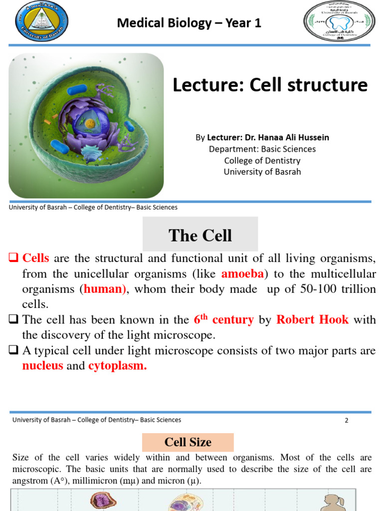 Cell Structure and Function Overview | PDF | Endoplasmic Reticulum ...