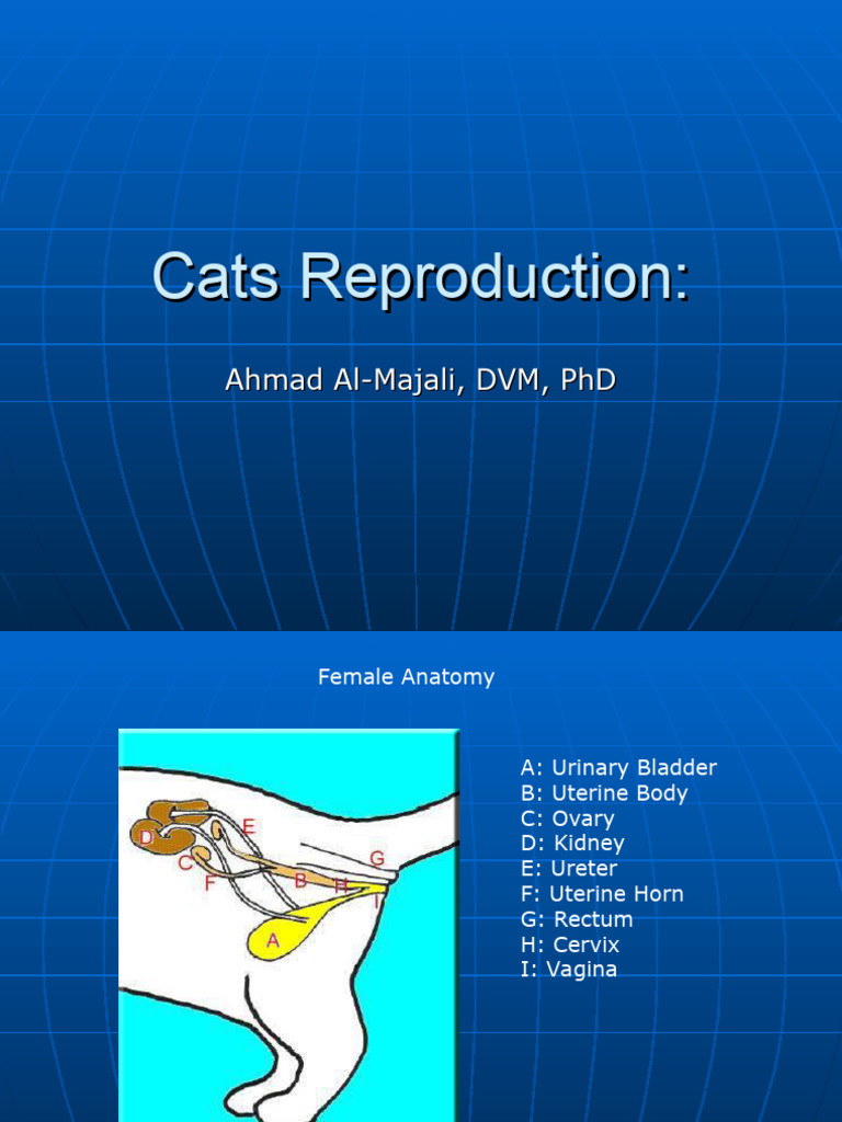 Lecture 17 | PDF | Human Body | Zoology